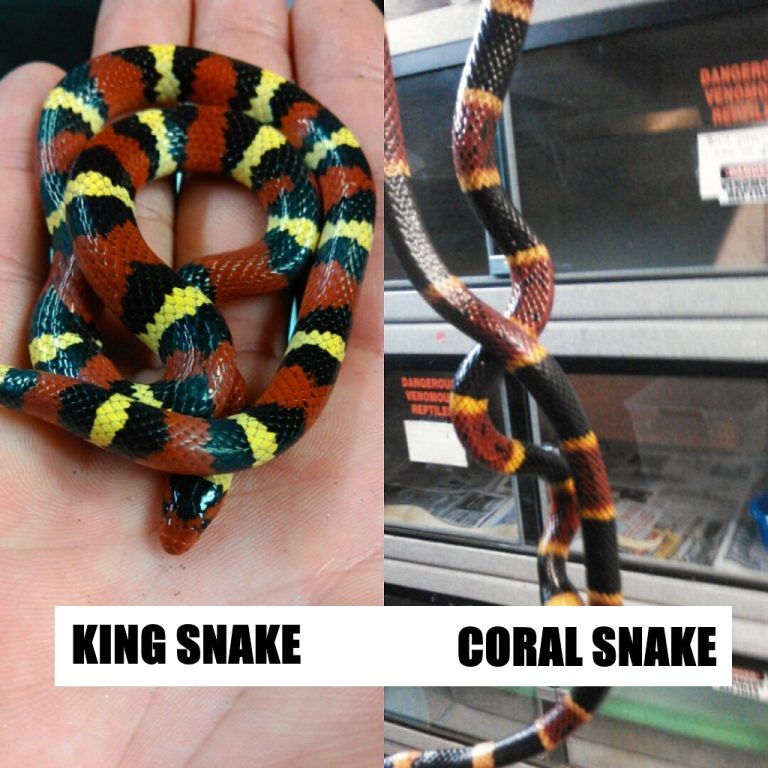 How to Tell Venomous Snakes from Non-Poisonous (head, color)
